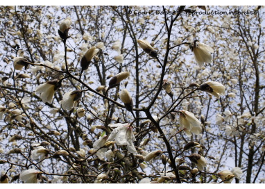 MAGNOLIA KOBUS 'FASTIGIATA'