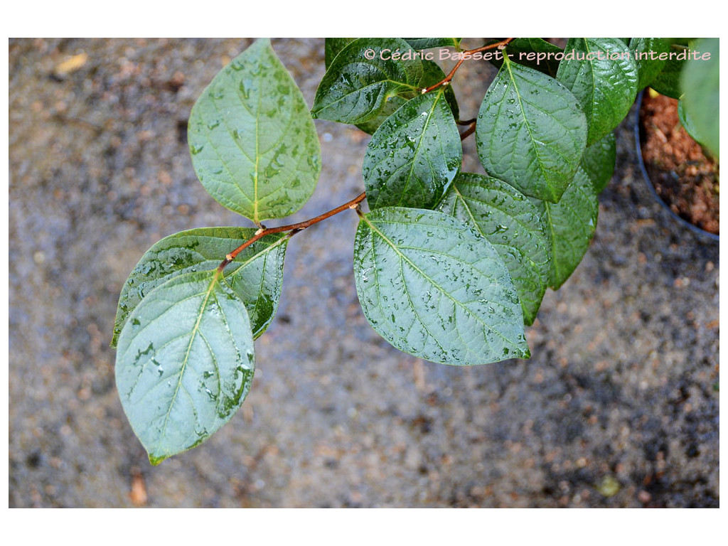 STYRAX JAPONICA 'PETER CATT'