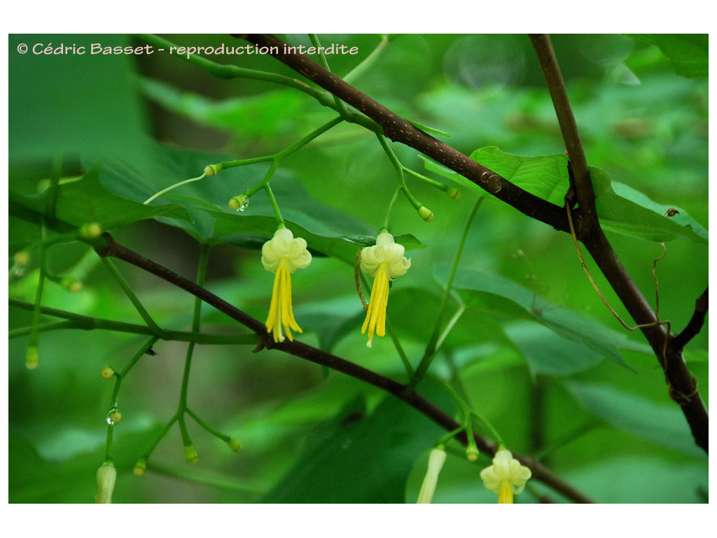 ALANGIUM PLATANIFOLIUM