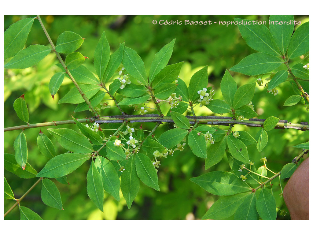 EUONYMUS ALATUS 'COMPACTUS'