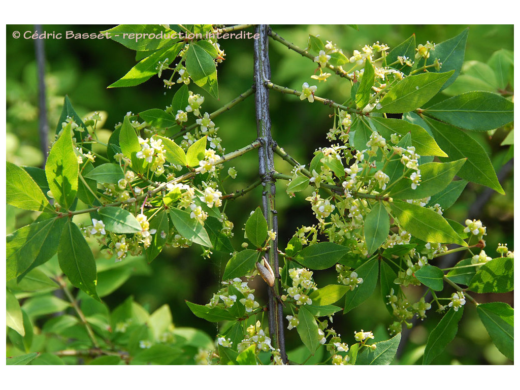 EUONYMUS ALATUS 'COMPACTUS'