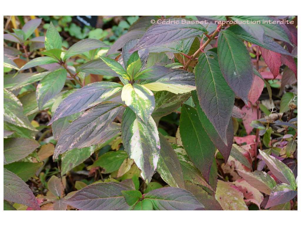 HYDRANGEA SERRATA 'NAGANO SURPRISE'