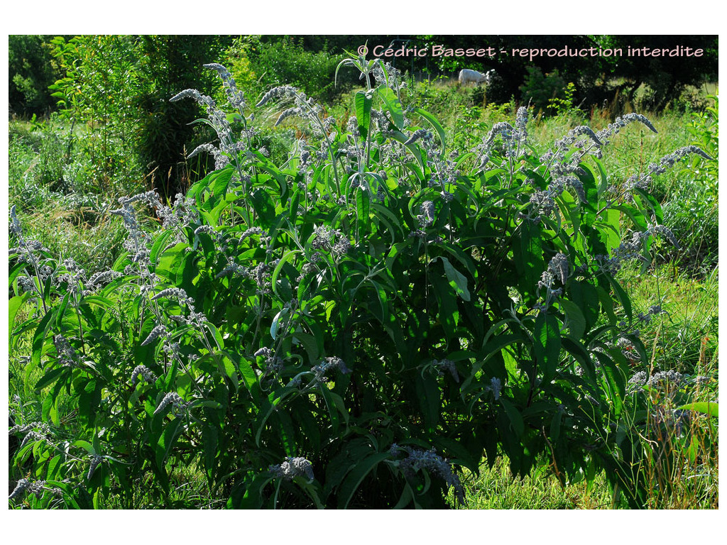 BUDDLEJA NIVEA