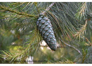 PINUS WALLICHIANA - pin de l'Himalaya