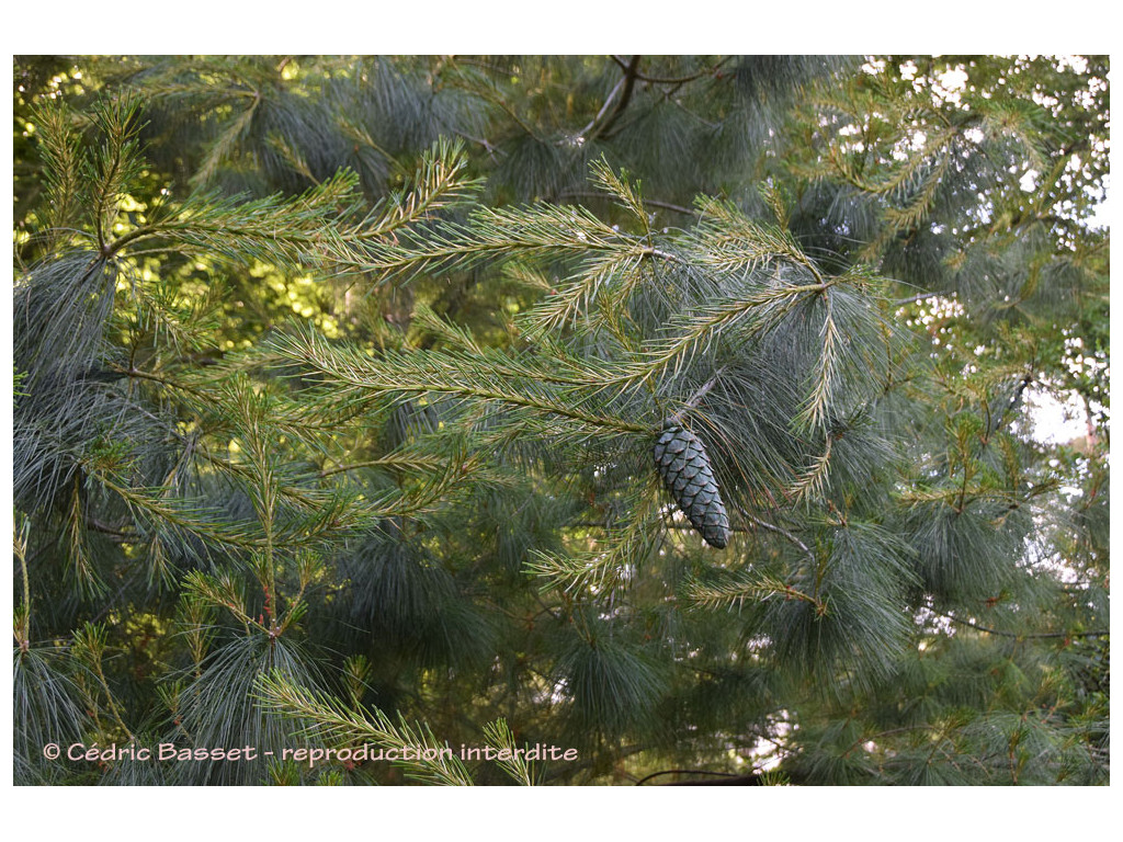 PINUS WALLICHIANA - pin de l'Himalaya
