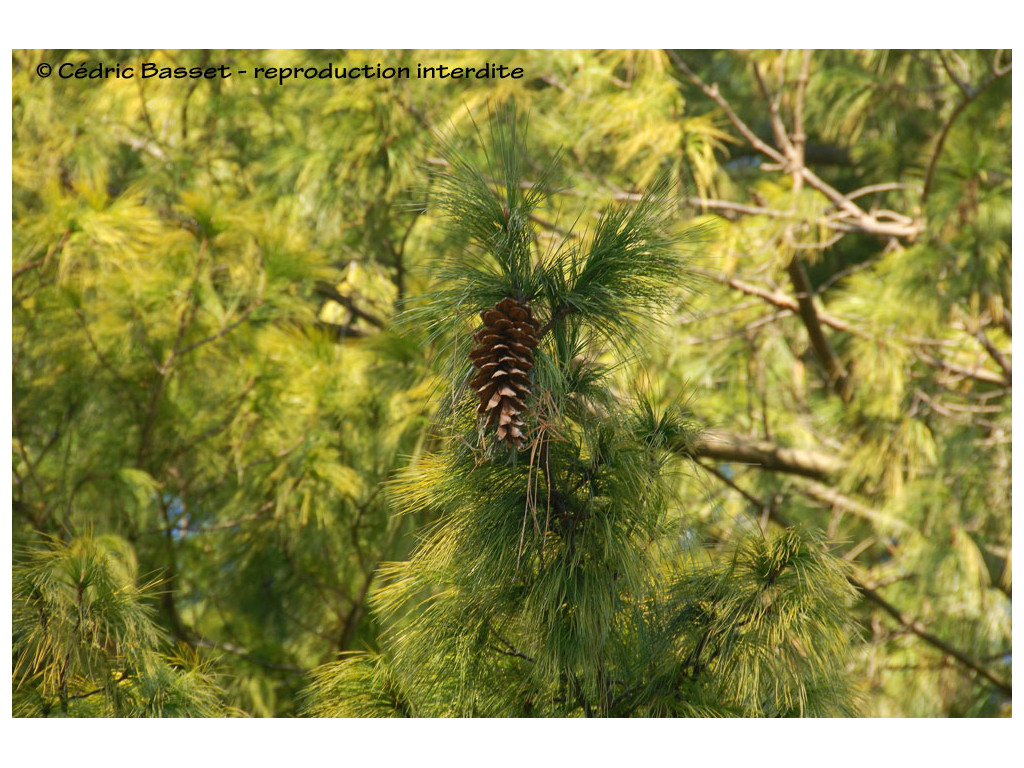 PINUS WALLICHIANA - pin de l'Himalaya