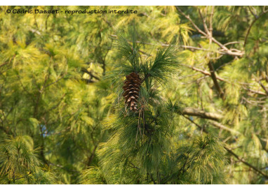 PINUS WALLICHIANA - pin de l'Himalaya