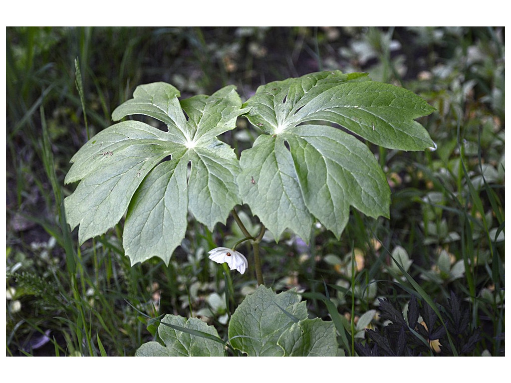 PODOPHYLLUM PELTATUM