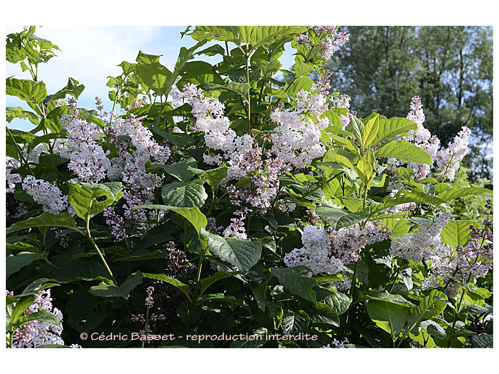 SYRINGA WOLFII