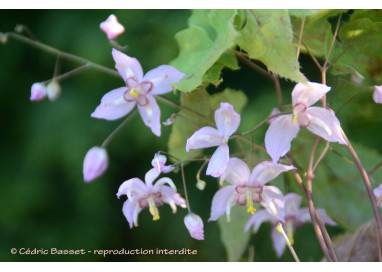 EPIMEDIUM 'ECO SELECT'