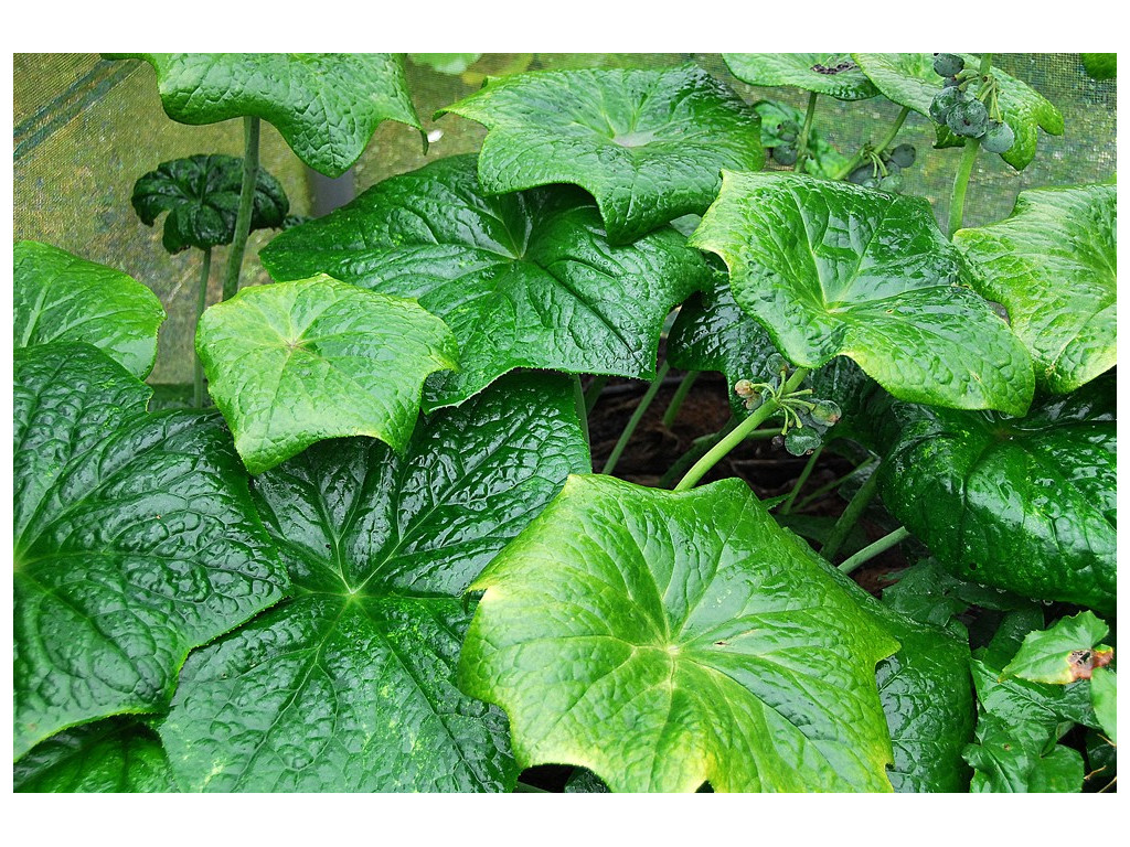 PODOPHYLLUM PLEIANTHUM