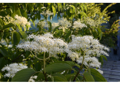 CORNUS MACROPHYLLA