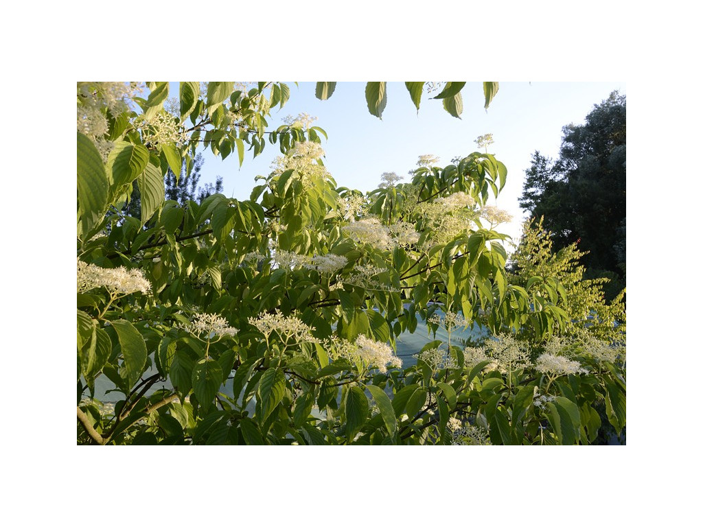 CORNUS MACROPHYLLA