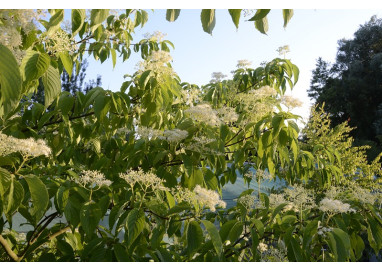 CORNUS MACROPHYLLA