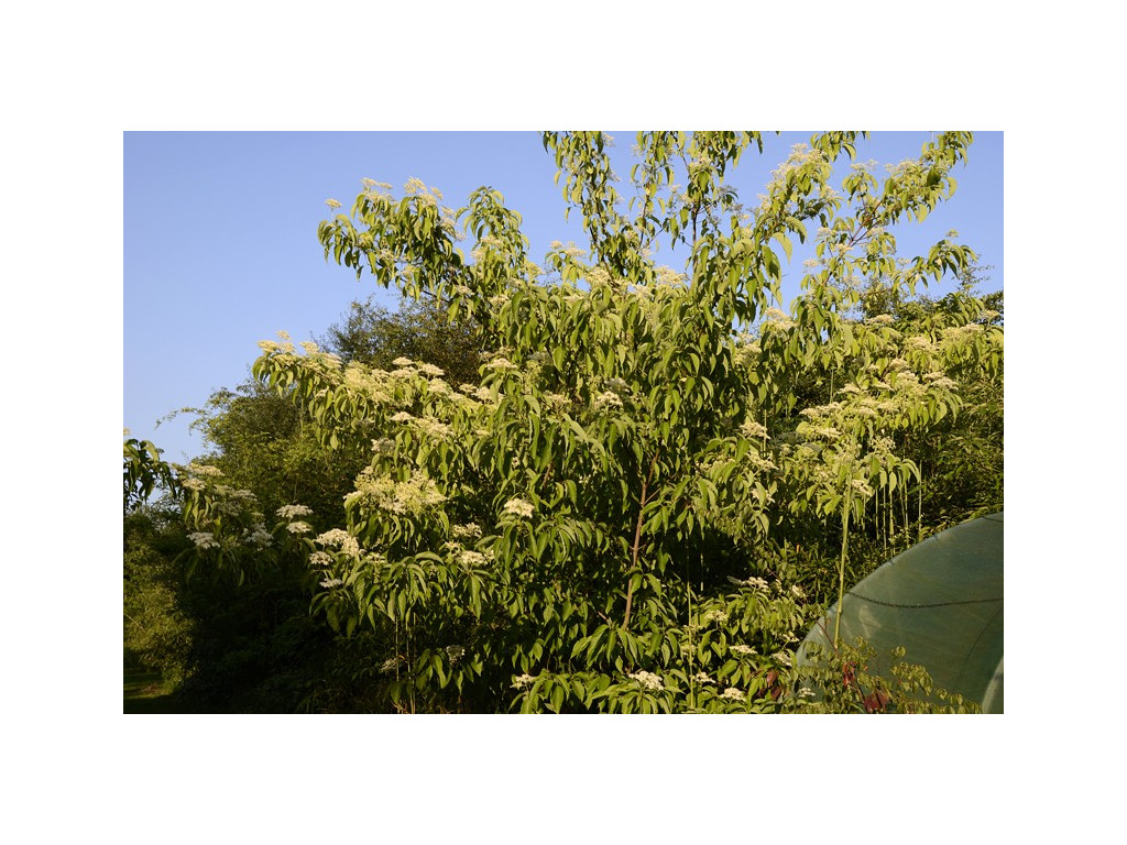 CORNUS MACROPHYLLA