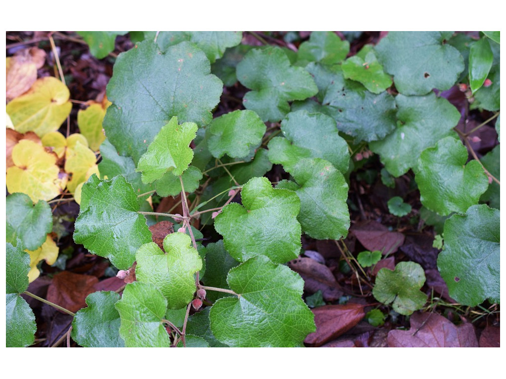 RUBUS HUNANENSIS CBTW1518