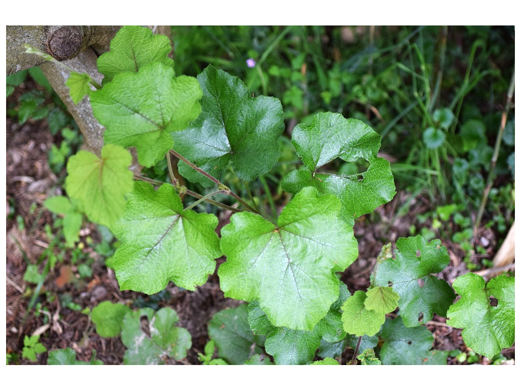 RUBUS HUNANENSIS CBTW1518