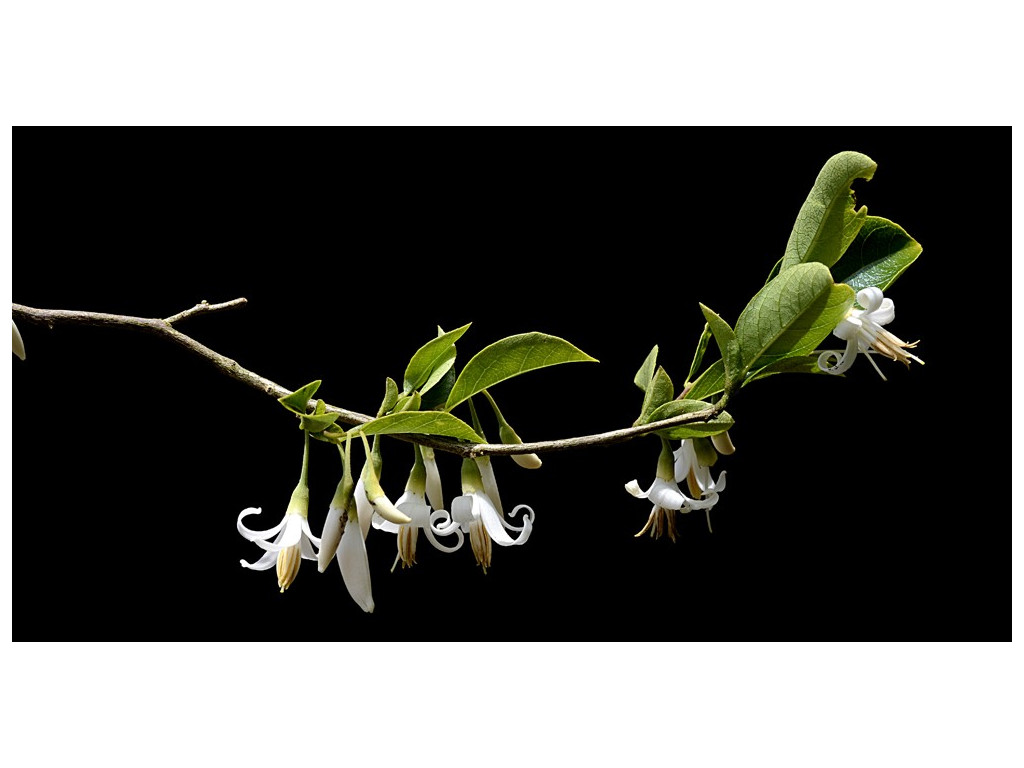 STYRAX CONFUSA CH2796