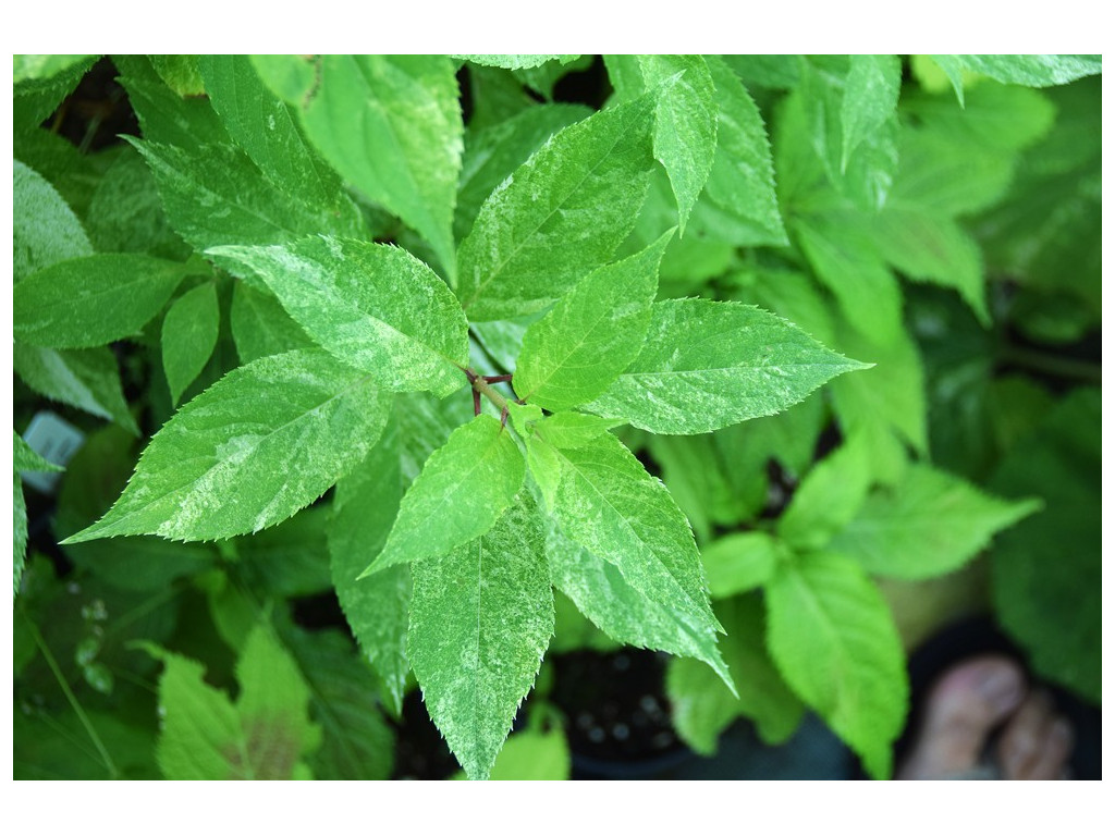 HYDRANGEA PANICULATA 'YUKI GESSHO'