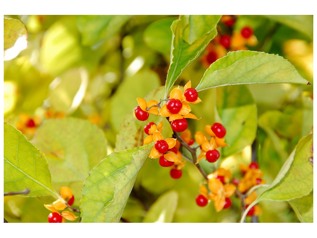 CELASTRUS ORBICULATUS 'DIANA'