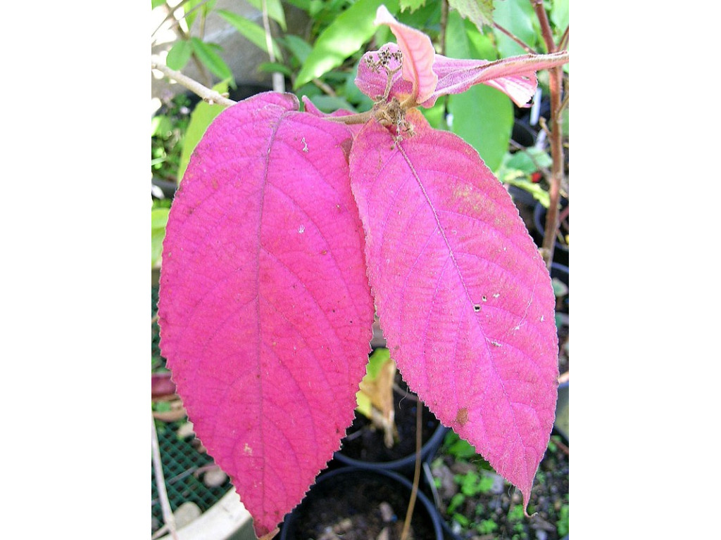 CALLICARPA RUBELLA CH2130