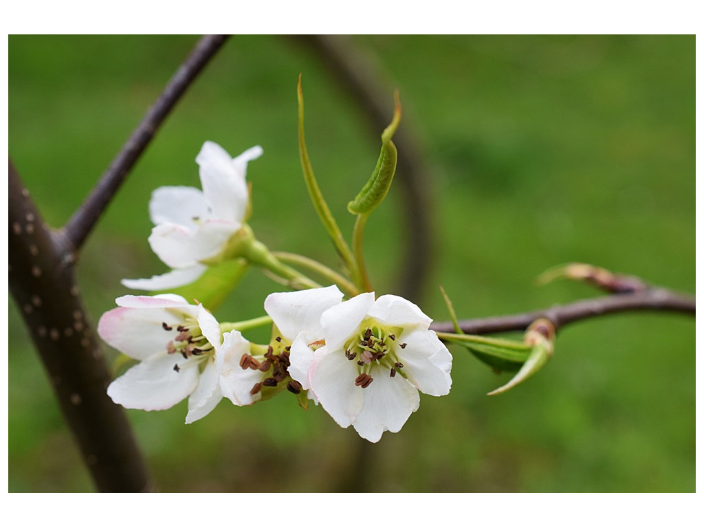 PYRUS USSURIENSIS x BRETSCHNEIDERI 'TSU LI'