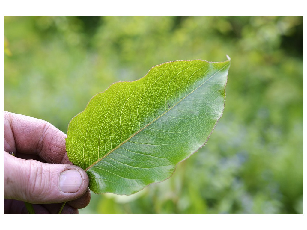 PYRUS USSURIENSIS x BRETSCHNEIDERI 'TSU LI'