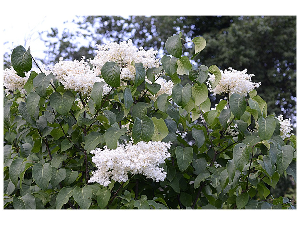 SYRINGA RETICULATA