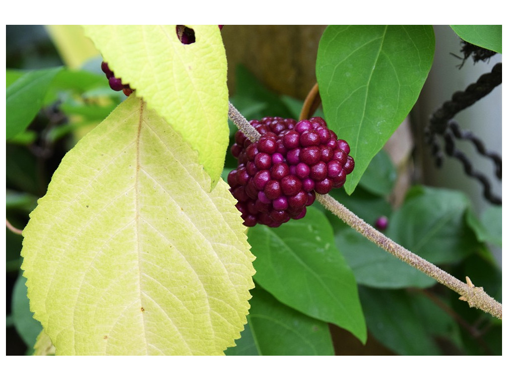 CALLICARPA ACUMINATA