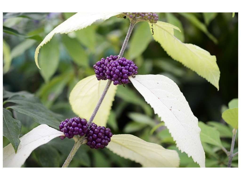 CALLICARPA ACUMINATA
