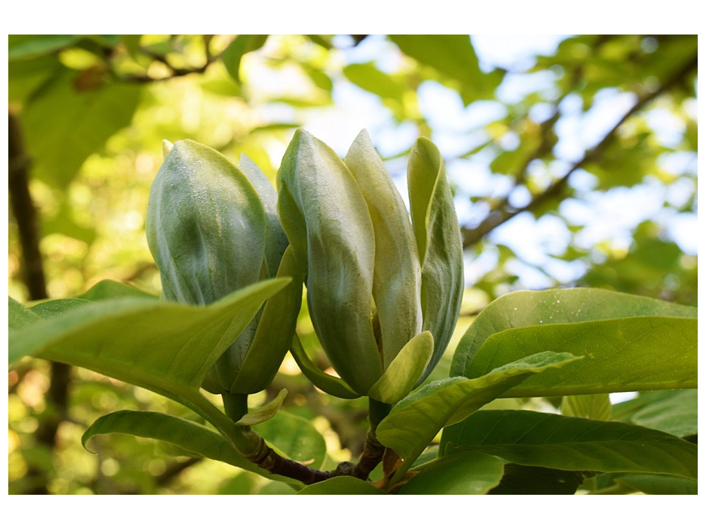 MAGNOLIA ACUMINATA