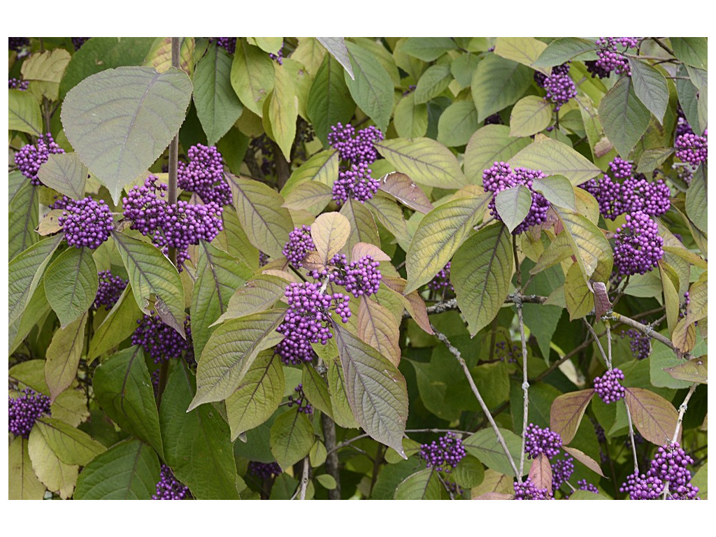CALLICARPA CATHAYANA CH