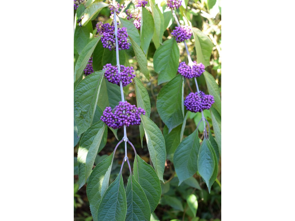 CALLICARPA CATHAYANA CH