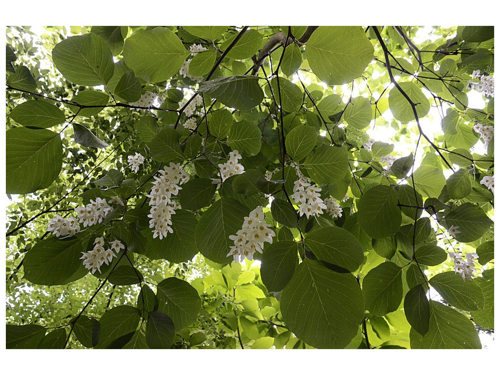 STYRAX OBASSIA