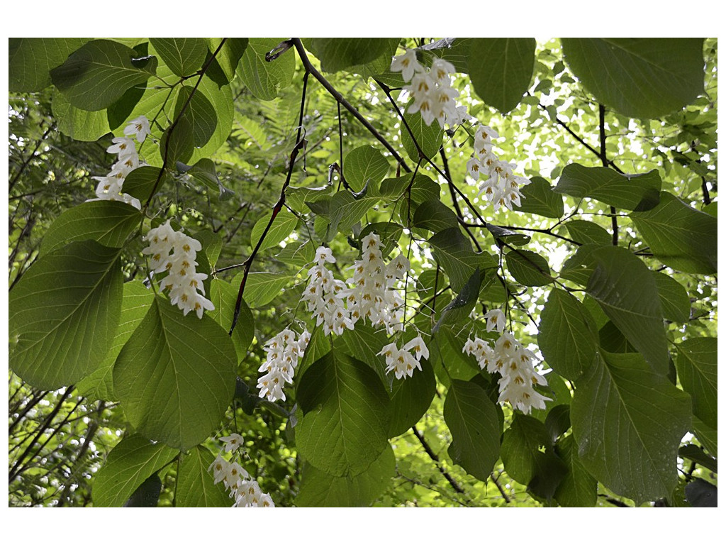 STYRAX OBASSIA
