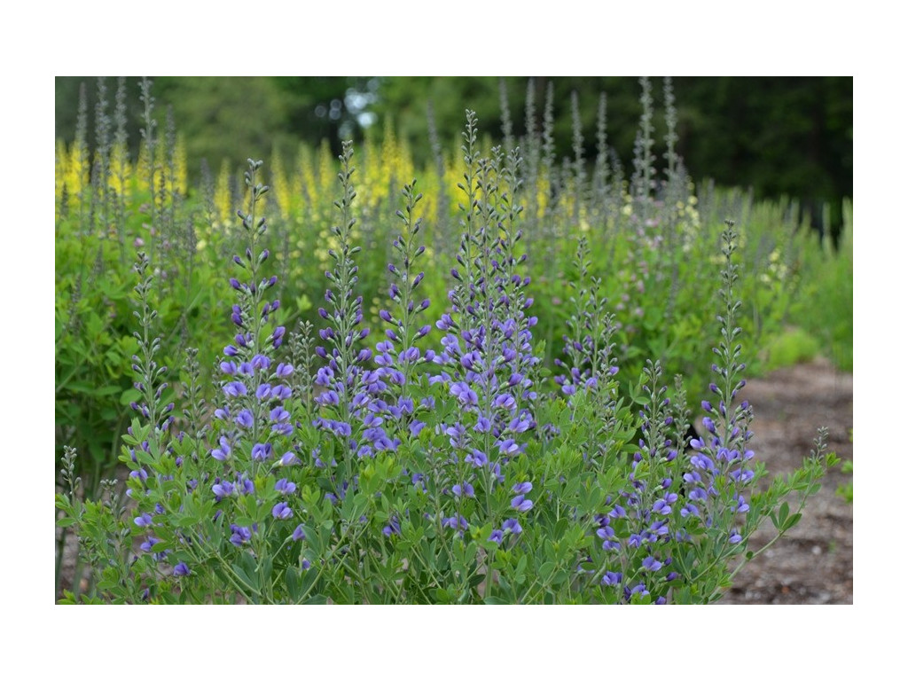 BAPTISIA AUSTRALIS var.MINOR US5756