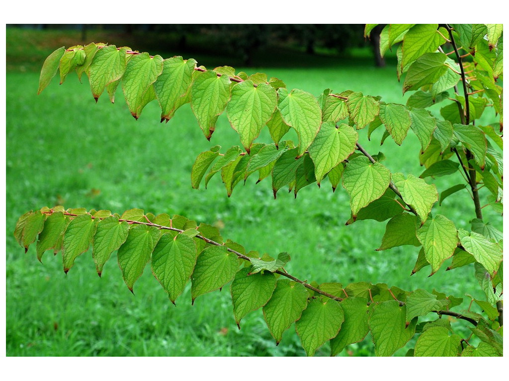 TETRACENTRON SINENSE