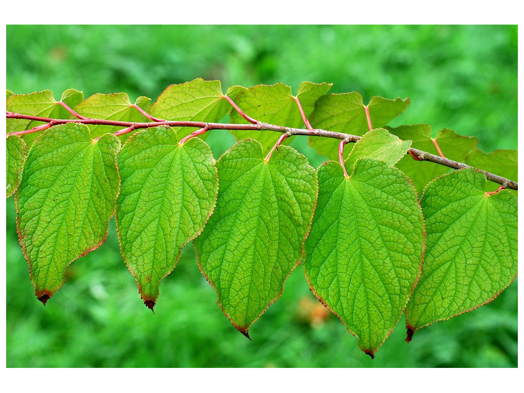 TETRACENTRON SINENSE