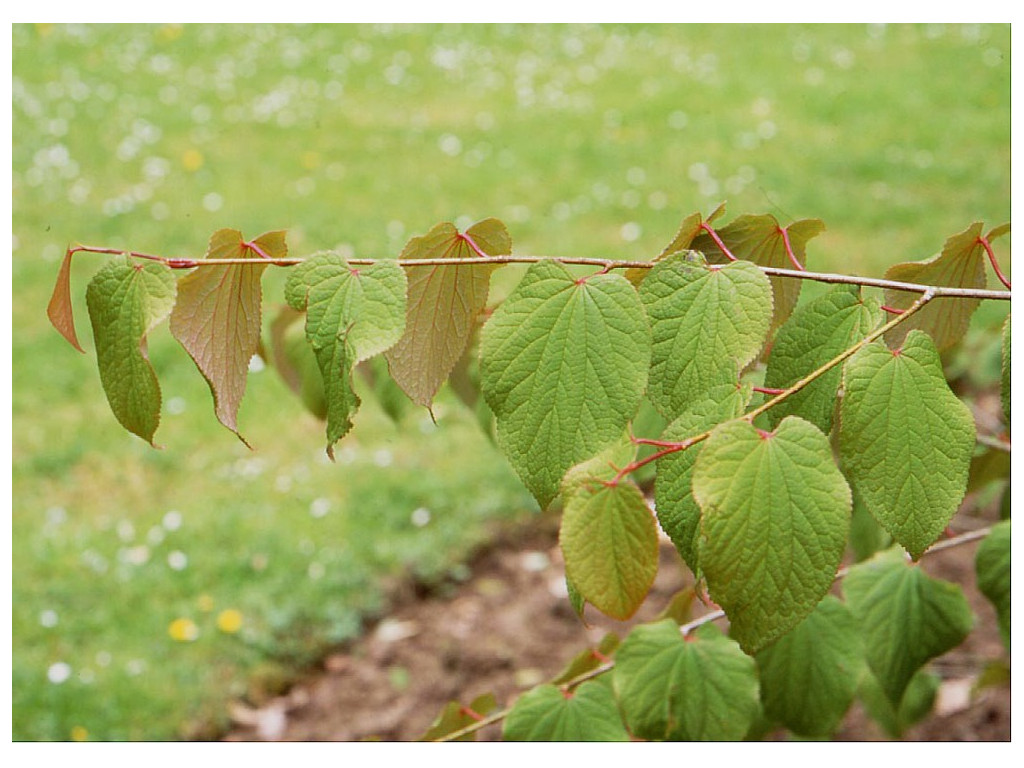 TETRACENTRON SINENSE