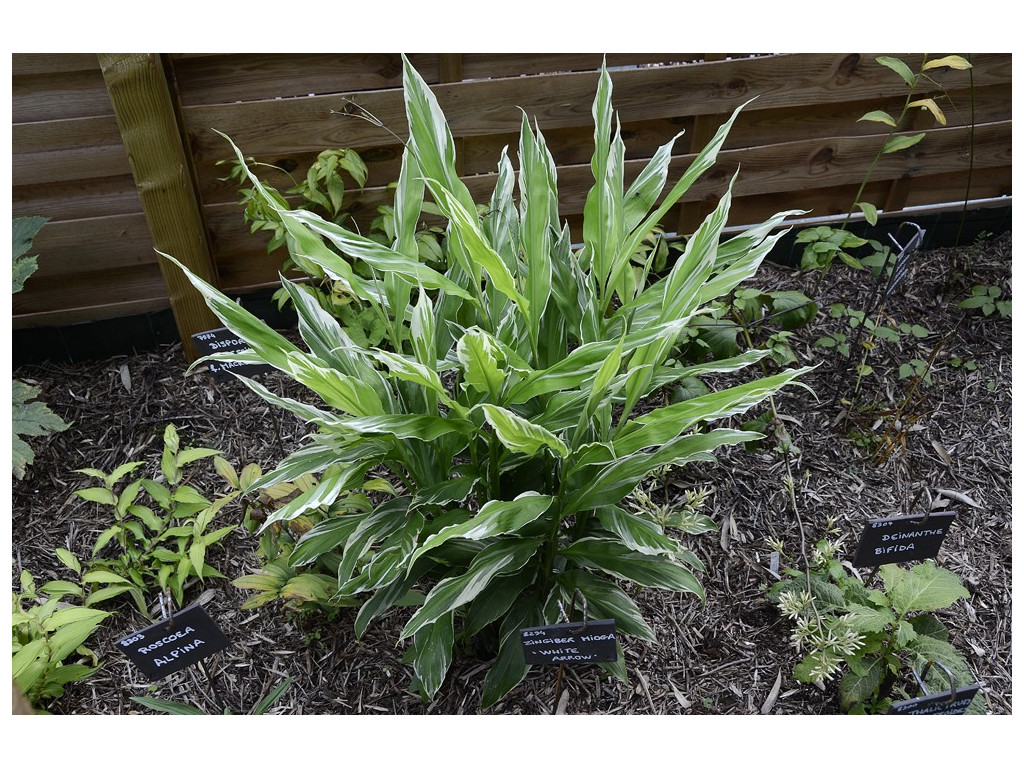 ZINGIBER MIOGA 'WHITE ARROW'