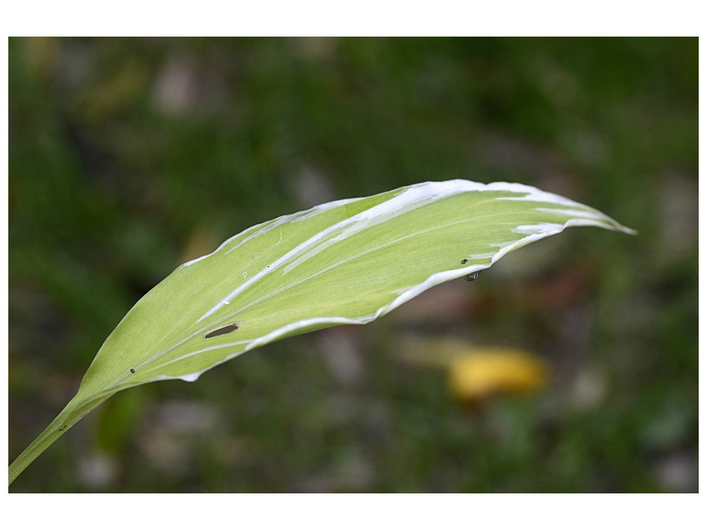 ZINGIBER MIOGA 'WHITE ARROW'