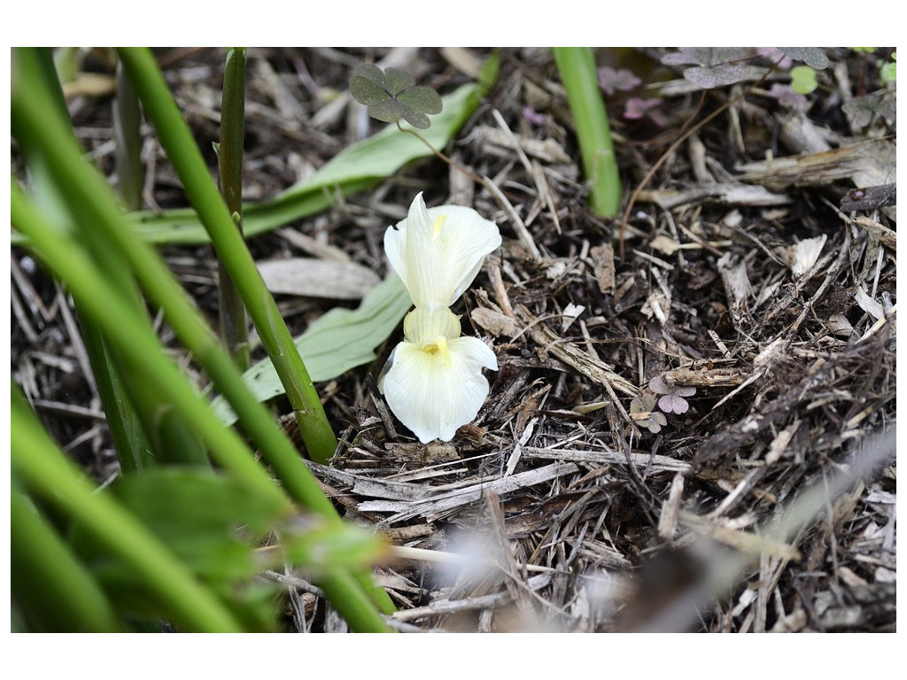 ZINGIBER MIOGA 'WHITE ARROW'