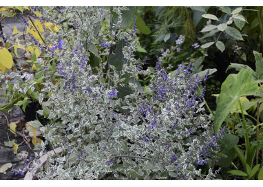 ISODON INFLEXUS 'PENKI'