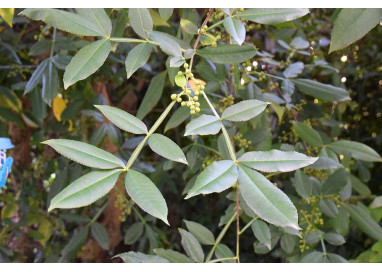 ZANTHOXYLUM ALATUM var.SUBTRIFOLIATUM JP1977