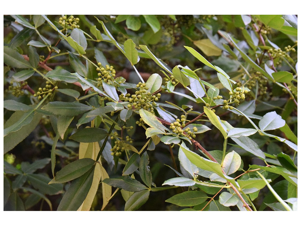 ZANTHOXYLUM ALATUM var.SUBTRIFOLIATUM JP1977