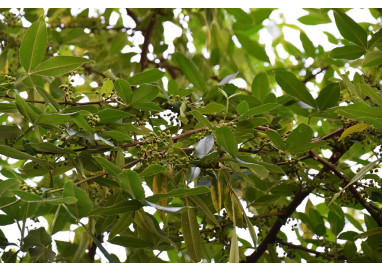 ZANTHOXYLUM ALATUM var.SUBTRIFOLIATUM JP1977