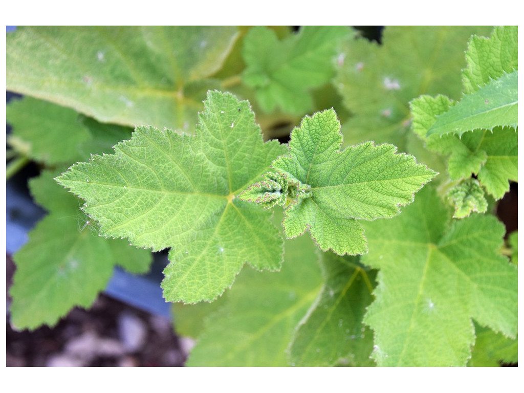 RUBUS sp.TIBET CH5769