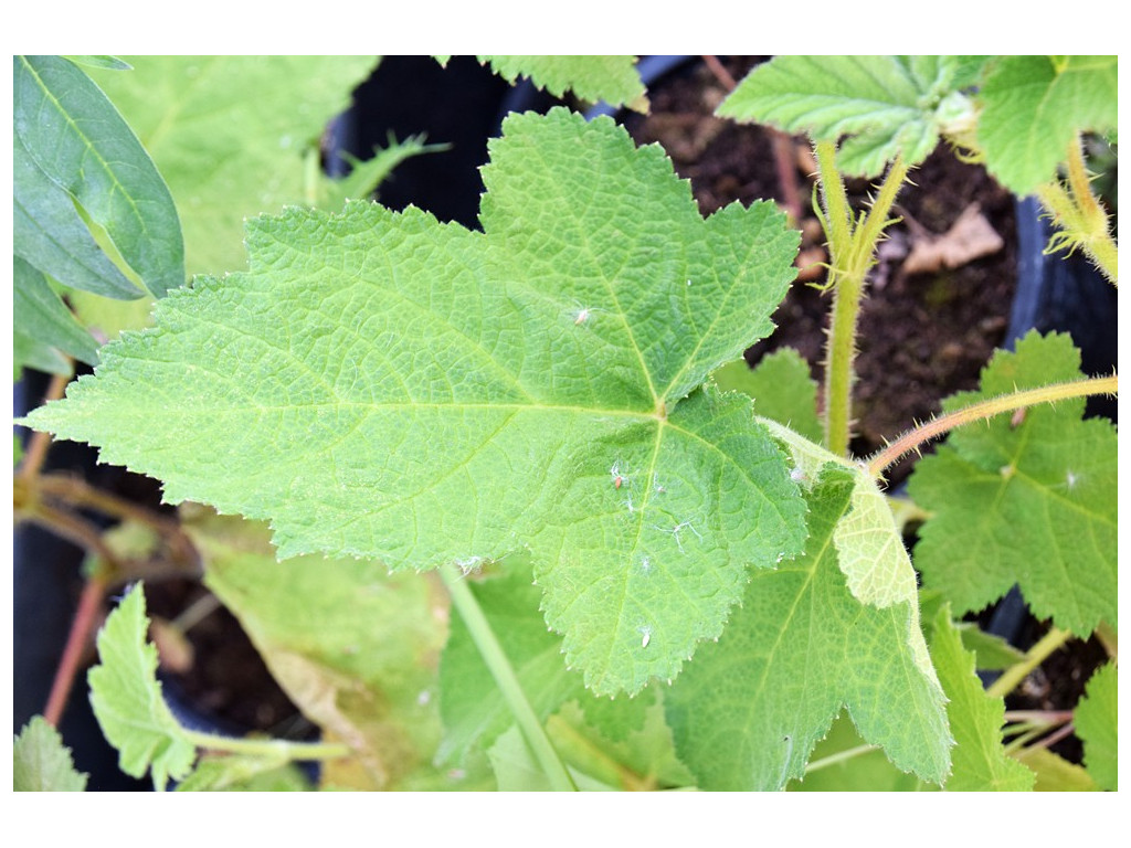 RUBUS sp.TIBET CH5769
