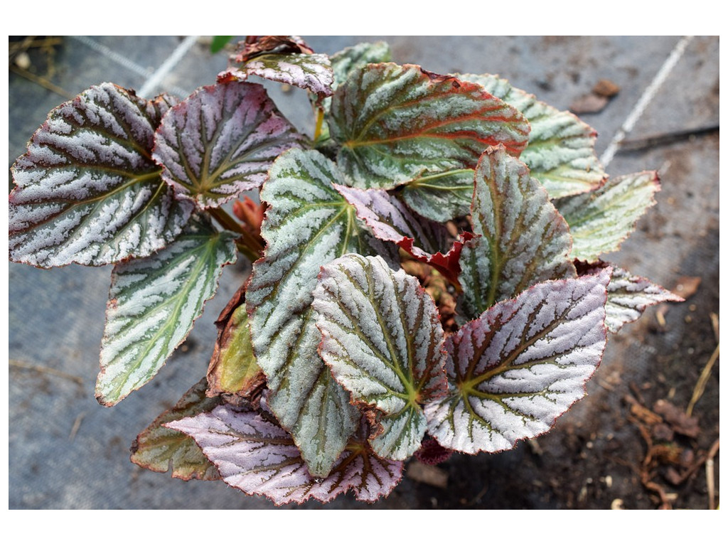 BEGONIA 'MISHMI SILVER'