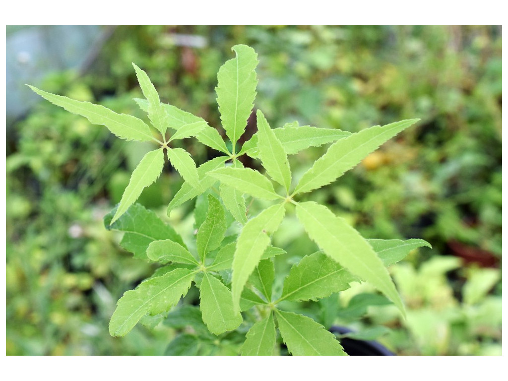 GAMBLEA CILIATA var.EVODIIFOLIA